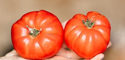 Rosii roze RO - Magazinul Hoinar